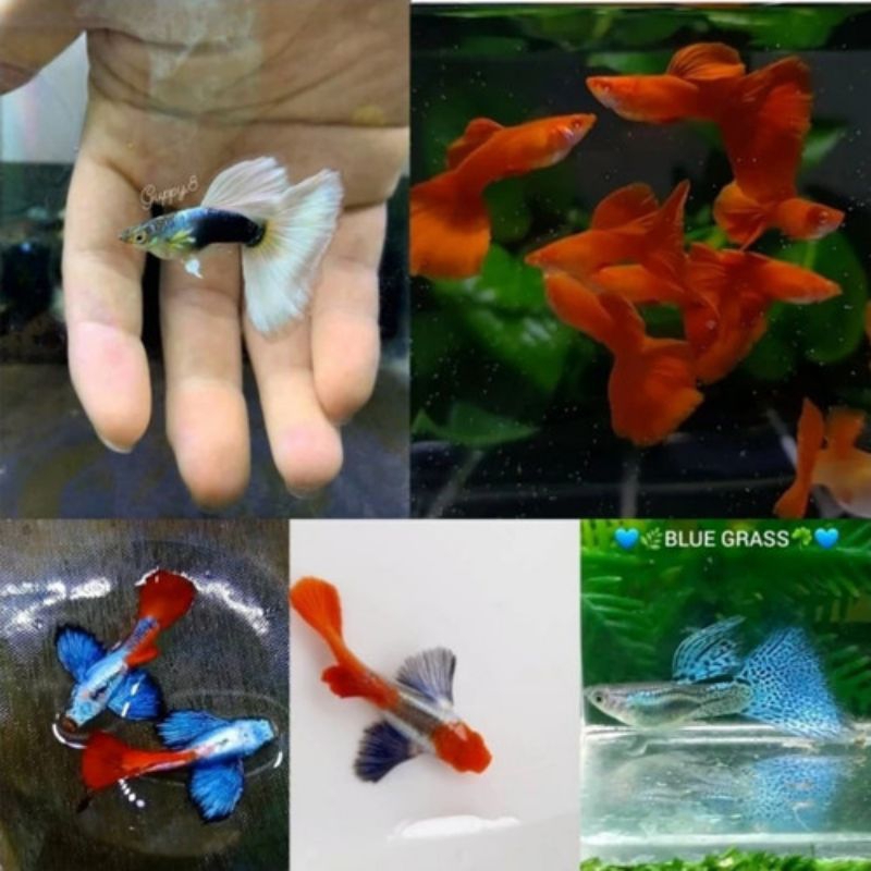 Jual hiasan aquarium paket 5 pasang ikan guppy | Shopee Indonesia