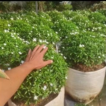 Jual Tanaman Rembosa mini sudah bulat, bunga putih daun Rimbun | Shopee ...