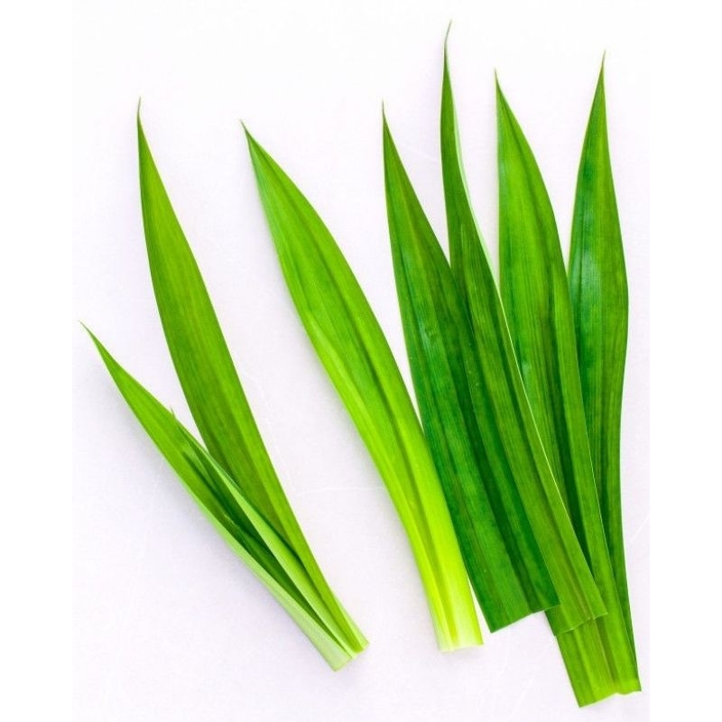 Jual Daun Pandan Segar. Satu Bungkus 5 Lembar Daun Pandan | Shopee ...