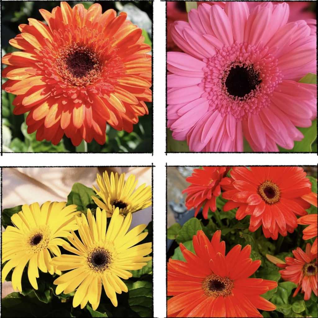 Jual Benih Bunga Gerbera Daisy (African Daisy) (Isi 3 biji) | Shopee ...