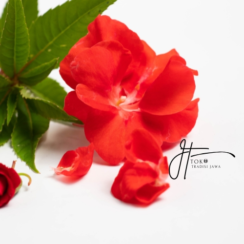 Jual BUNGA PACAR AIR SEGAR - Kembang Pihong Tabur Ziarah Makam Asli ...