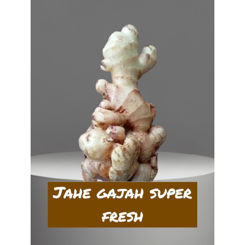 Jual 1 KG JAHE GAJAH SUPER - JAHE BESAR - JAHE PUTIH SEGAR | Shopee ...