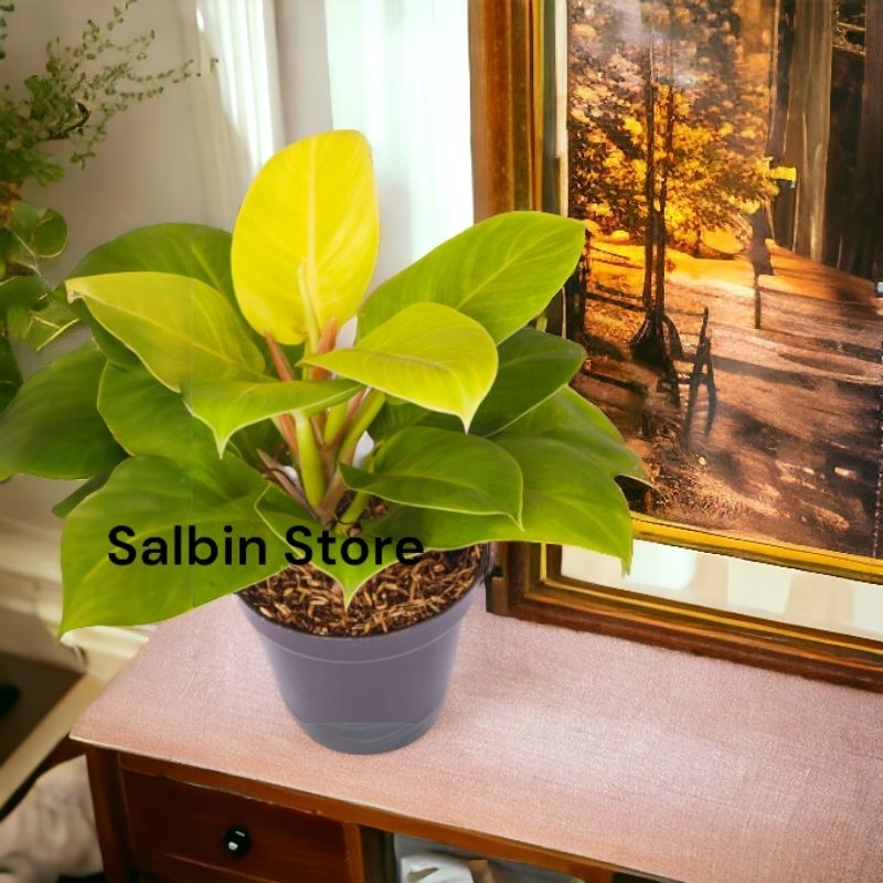 Jual Tanaman Hias Philo Lemon | Shopee Indonesia