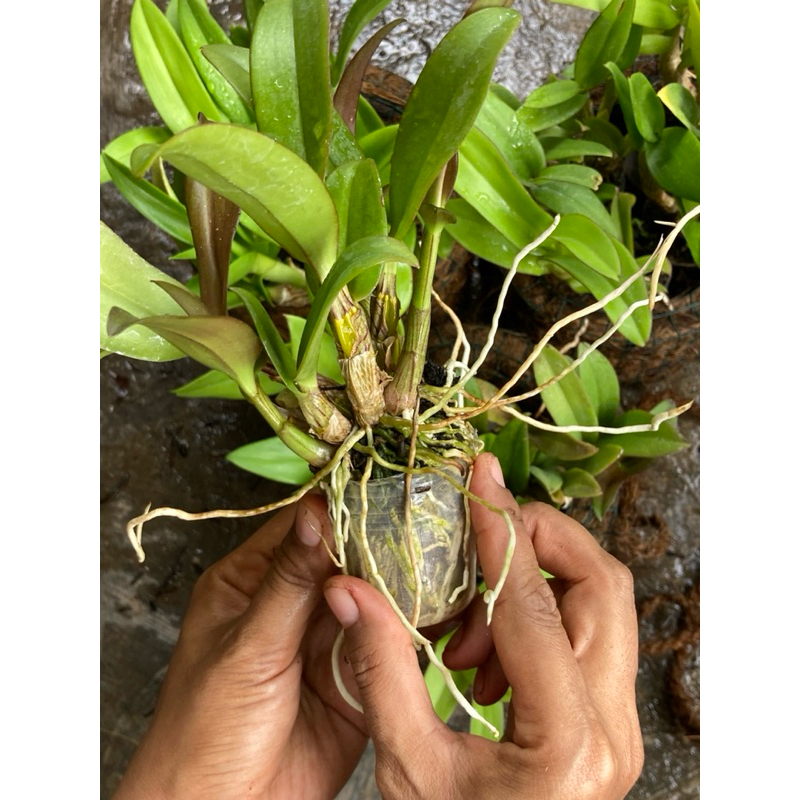Jual Dendrobium Bulat (Seedling) | Shopee Indonesia