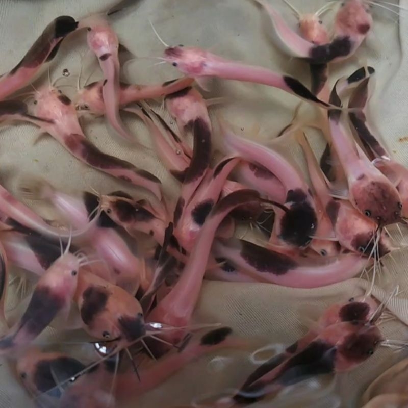 Jual Sticker Lele Belang Lele Albino Lele Sapi Clarias Batracus ...