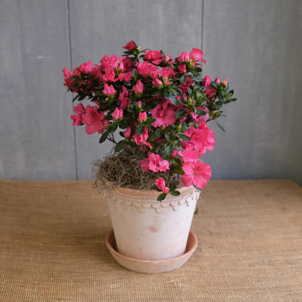 Jual Tanaman Bunga Azalea Pink Tumpuk ( Sudah Berbunga ) | Shopee Indonesia