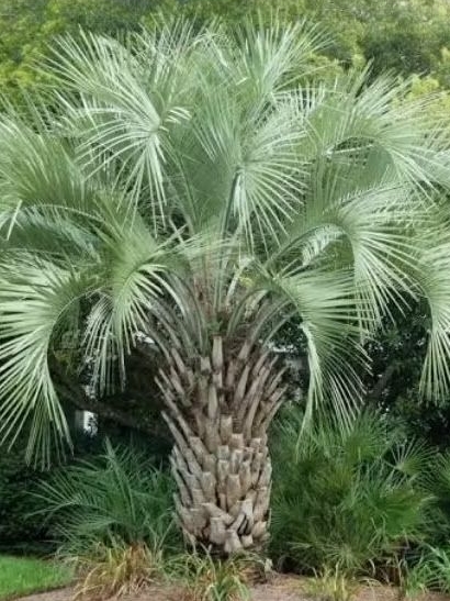 Jual Benih / Biji Palem / Palm Seeds: Butia capitata / Northern Jelly ...