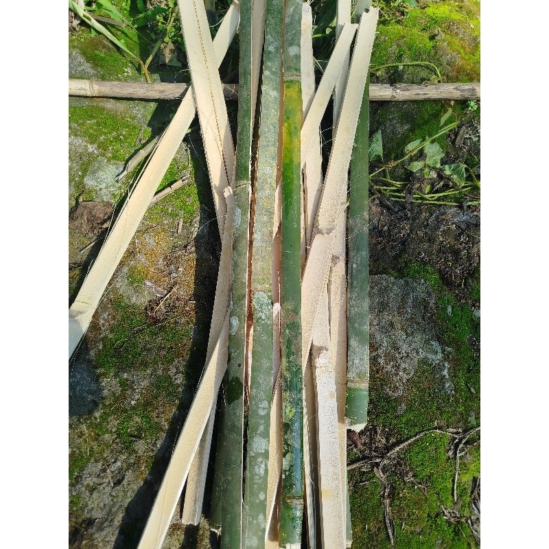 Jual Bilah bambu / ajir bambu tuturus penyangga tanaman 55cm | Shopee ...