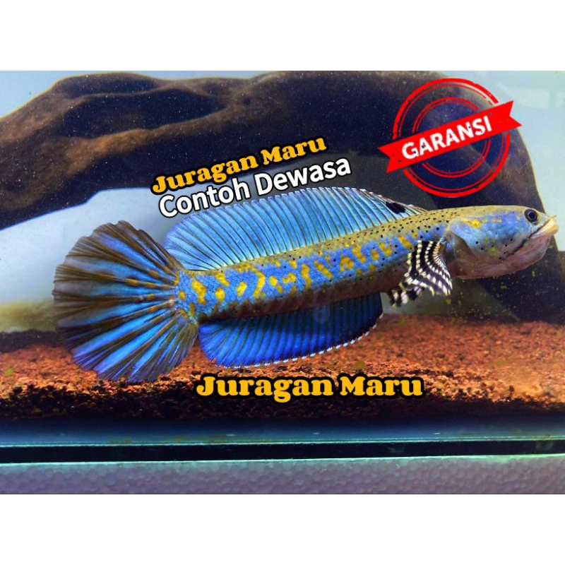 Jual Channa Blue Pulchra Full DOT Size 4-5Cm Sortiran Bergaransi COD ...
