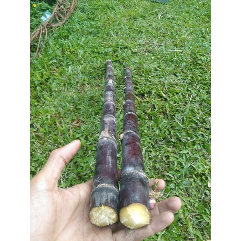 Jual Tebu hitam/ tebu Ireng 1 meter | Shopee Indonesia
