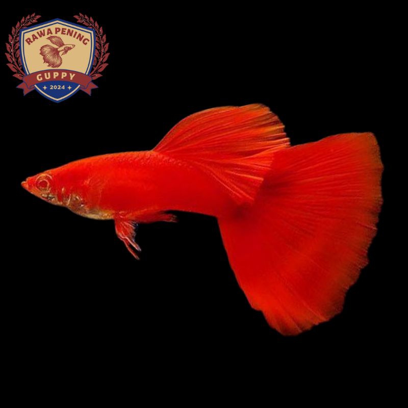 Jual Pembersih Lantai Guppy AFR (Albino Full Red) | Shopee Indonesia