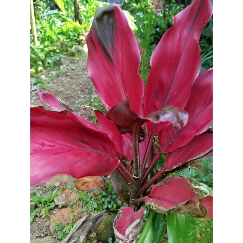 Jual Bibit tanaman hanjuang merah atau andong merah terbaik | Shopee ...
