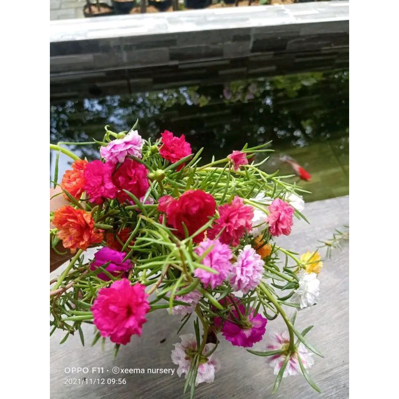 Jual stek batang bunga krokot mawar isi 30-35 batang warna mix | Shopee ...
