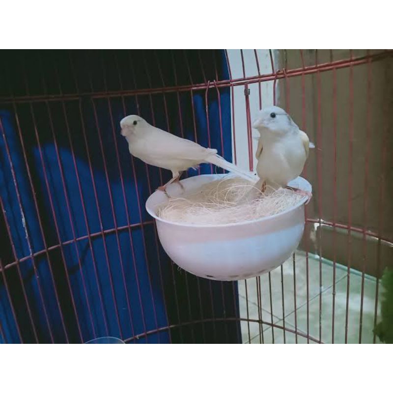 Jual KENARI LOPER PUTIH SEPASANG | Shopee Indonesia