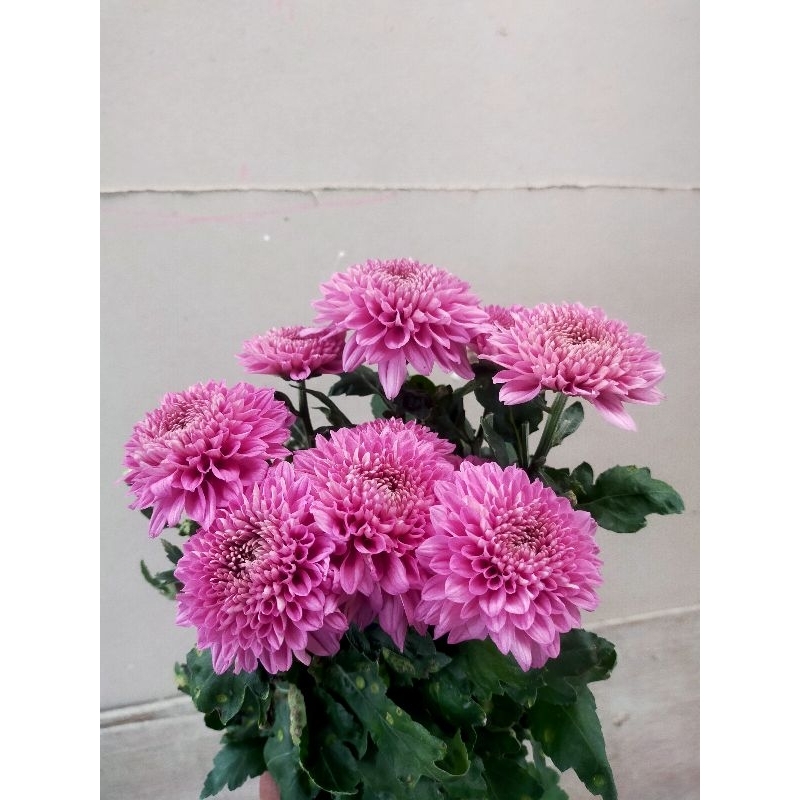 Jual Bunga Potong Aster/Gompi Bunga Segar. | Shopee Indonesia