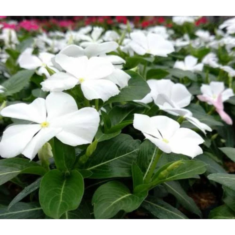 Jual Bibit tanaman bunga tapak dara putih tinggi 20-30 cm siap tanam ...