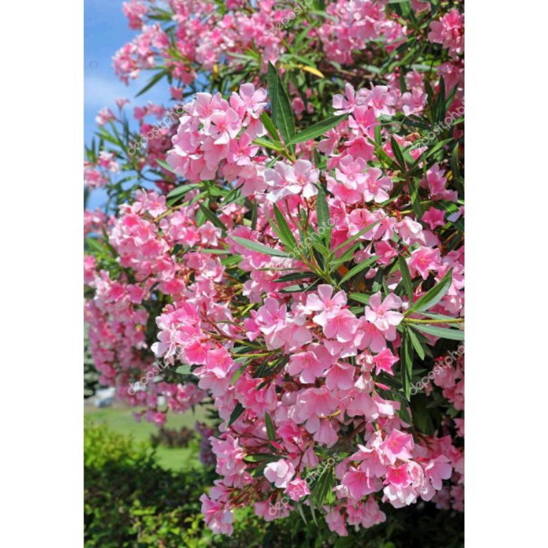 Jual bunga Oleander pink nerium Oleander tanaman | Shopee Indonesia