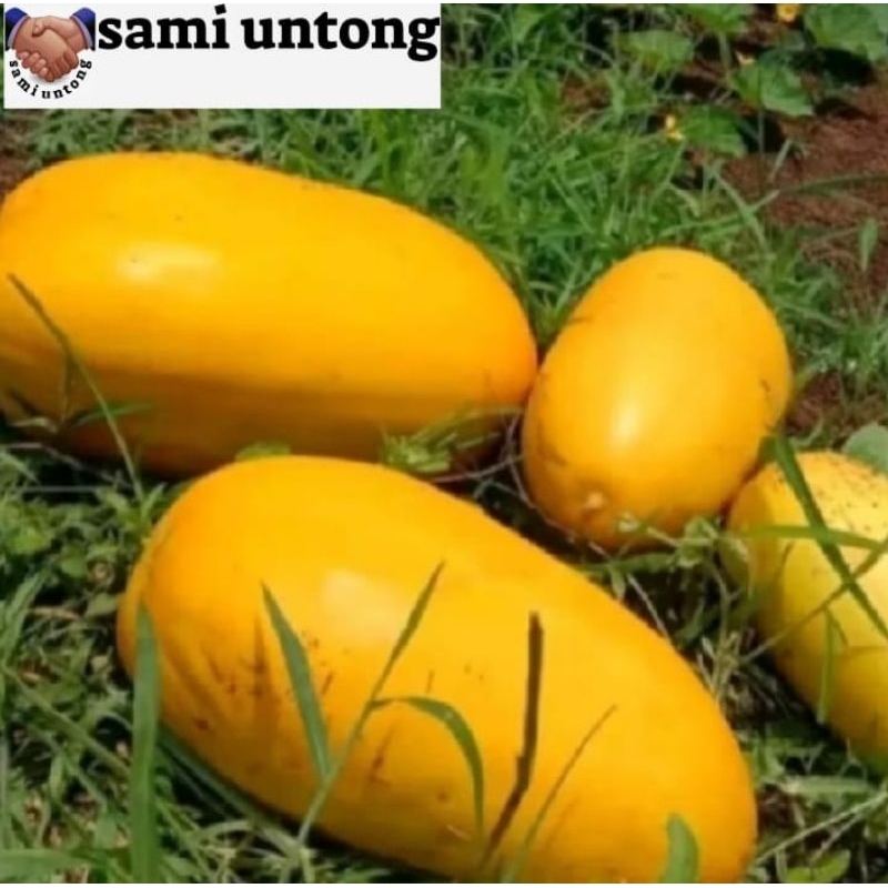 Jual 25 BUTIR BENIH SUPER TIMUN SURI GOLDEN perawatan mudah dan cepat panen | Shopee Indonesia