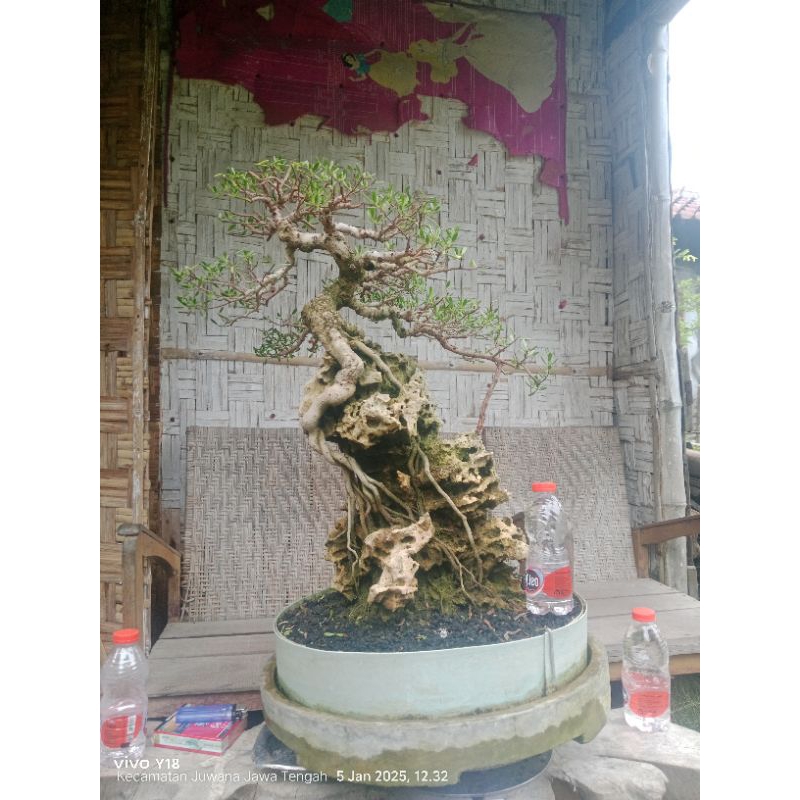 Jual bonsai santigi super | Shopee Indonesia