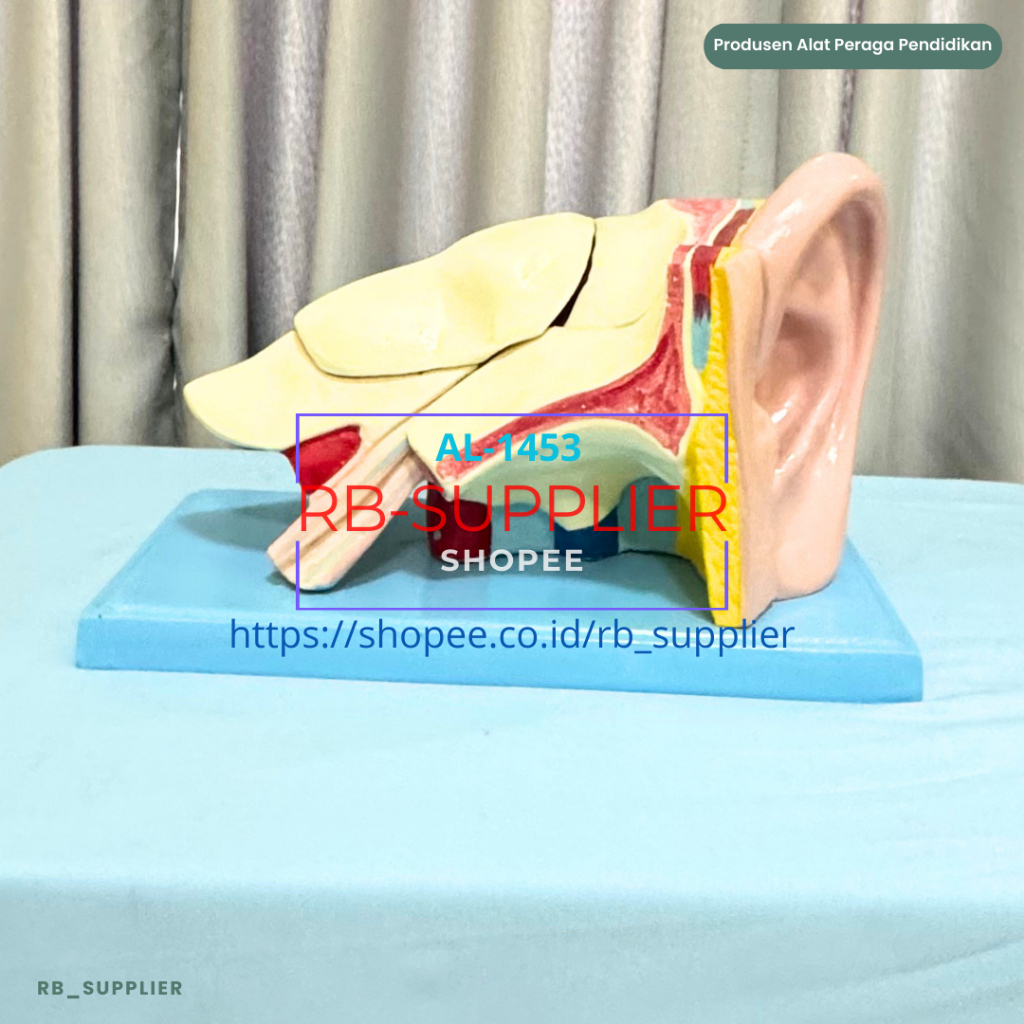 Jual Telinga-Torso Anatomi Telinga Manusia Ukuran Besar-Alat Peraga ...