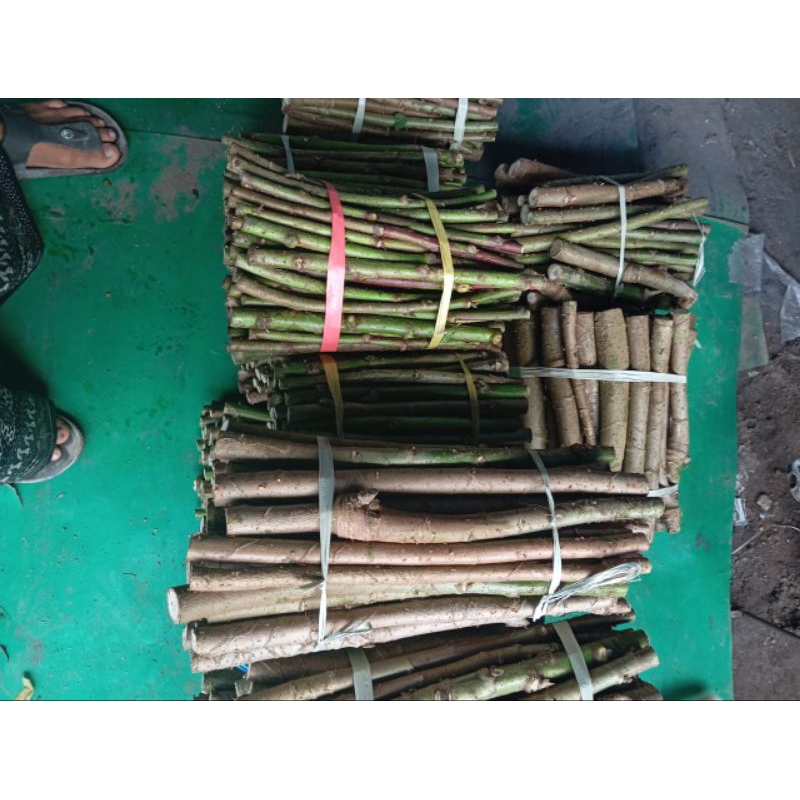 Jual bibit stek telo papua viral daun lebar panjang 25 cm per12 batang ...