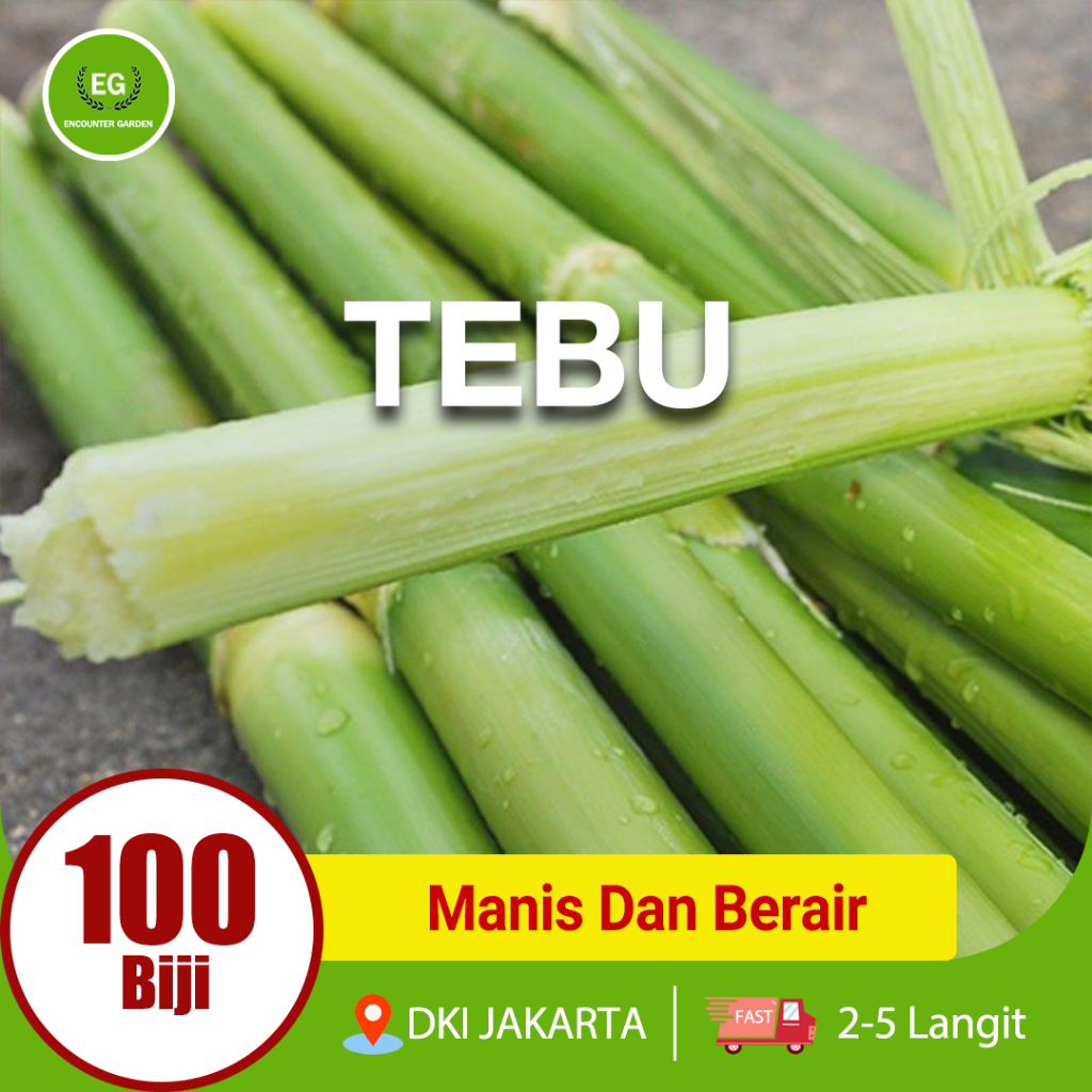 Jual 100 biji TEBU HIJAU IMPOR Premium SUPER MANIS-Lezat dan berair ...