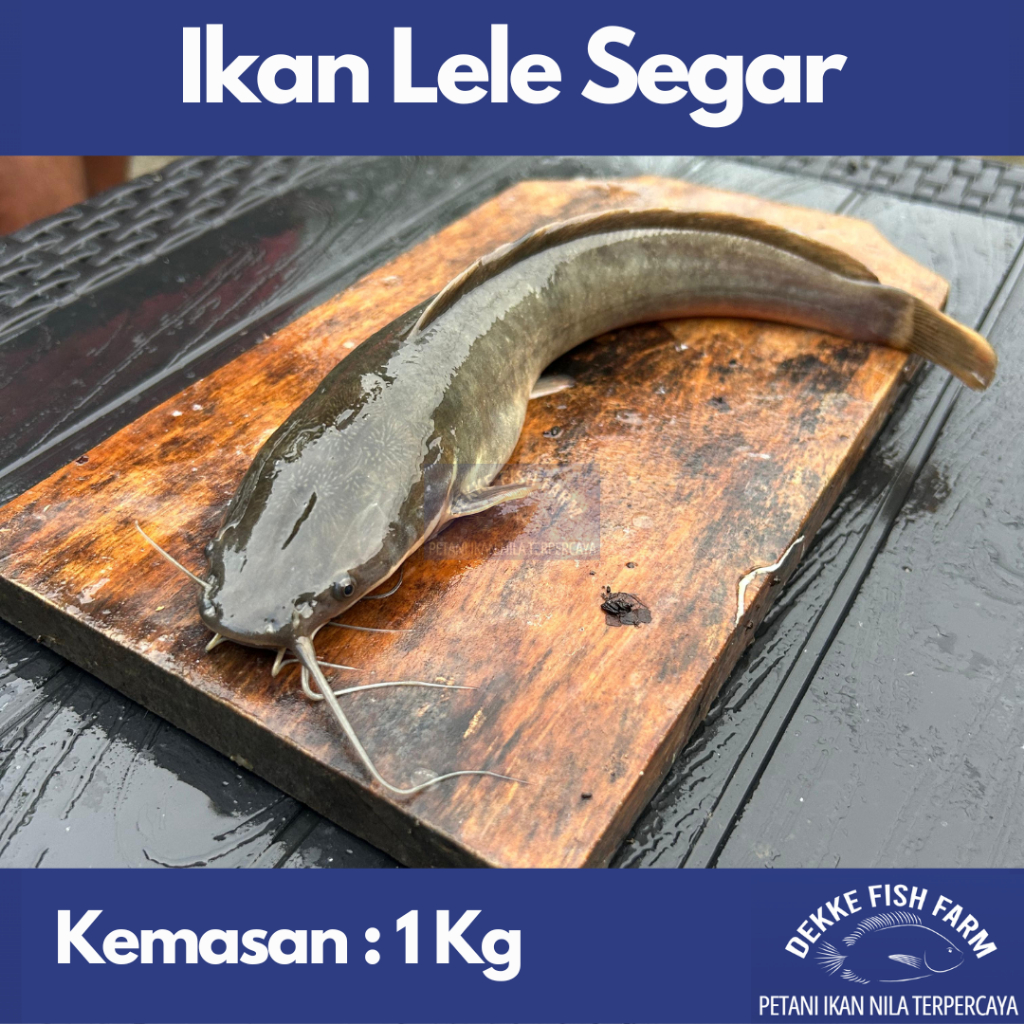 Jual Ikan Lele Segar / Fresh Catfish 1 Kg ( Gratis Dibersihkan ...