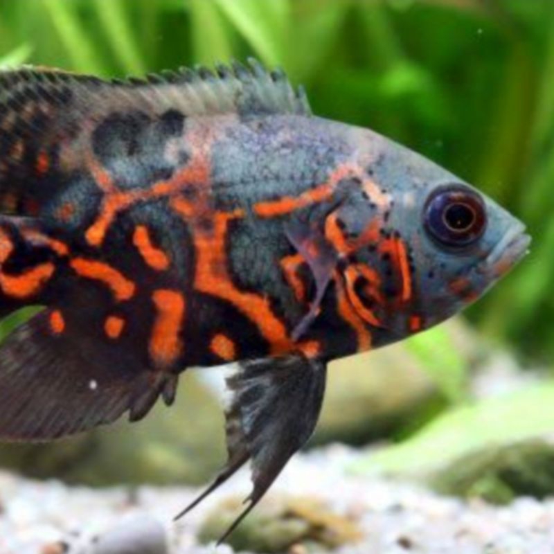 Jual Ikan Oscar Oskar Tiger black batik merah tankmate aquarium replika ...
