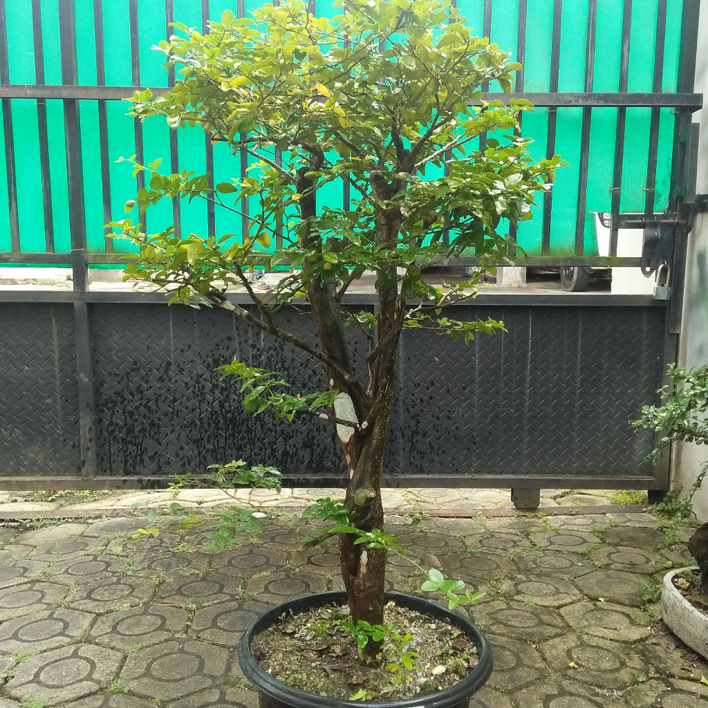 Jual Pohon Jeruk Kingkit Asli Bangka Triphasia Trifolia | Shopee Indonesia