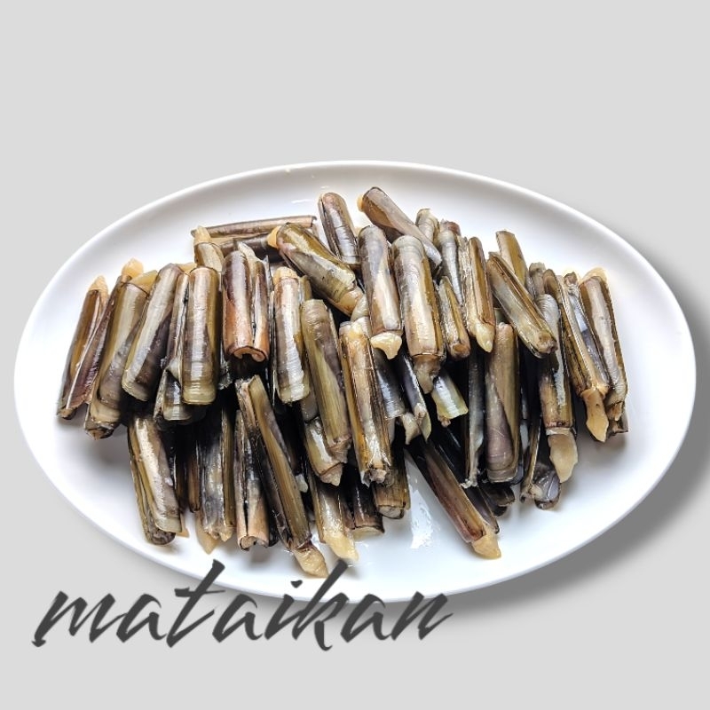 Jual Kerang Bambu Segar Bamboo Clams Fresh Beku Frozen Seafood Makanan ...