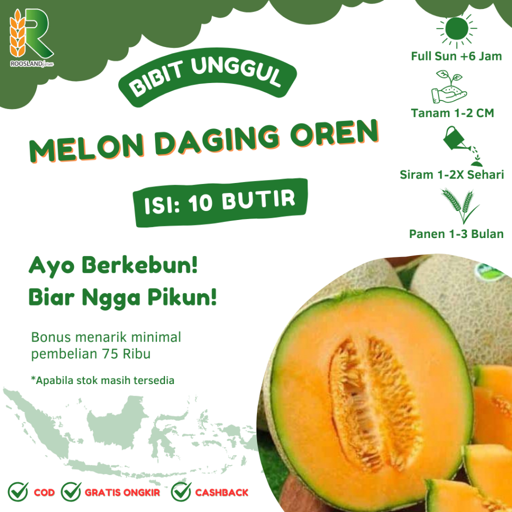 Jual (10 BUTIR) BENIH BIJI MELON DAGING OREN KUALITAS PREMIUM | Shopee ...