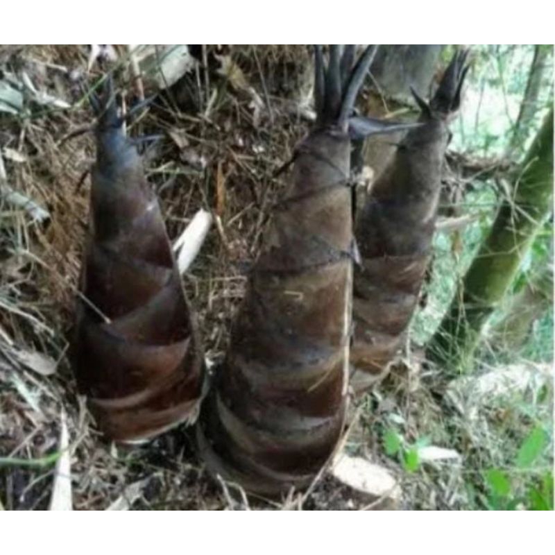 Jual Rebung / iwung bambu Betung muda 1kg | Shopee Indonesia