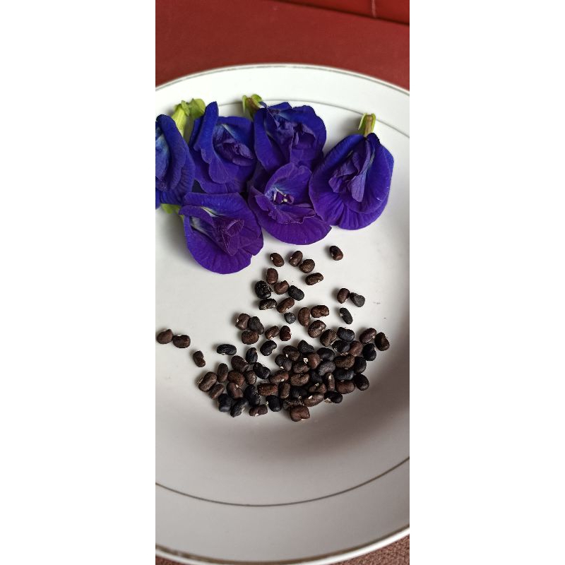 Jual Benih bunga Butterfly pea Tumpuk 10 pcs | Shopee Indonesia