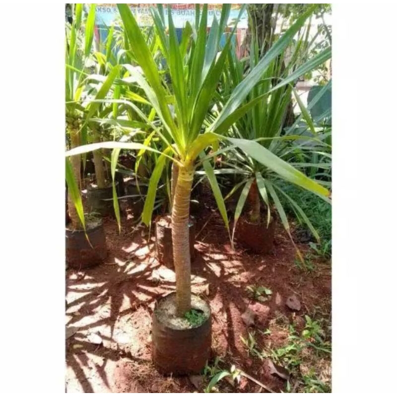Jual Tanaman Hias Indoor Tanaman Pandan Bali - Tanaman Hias Pandan ...
