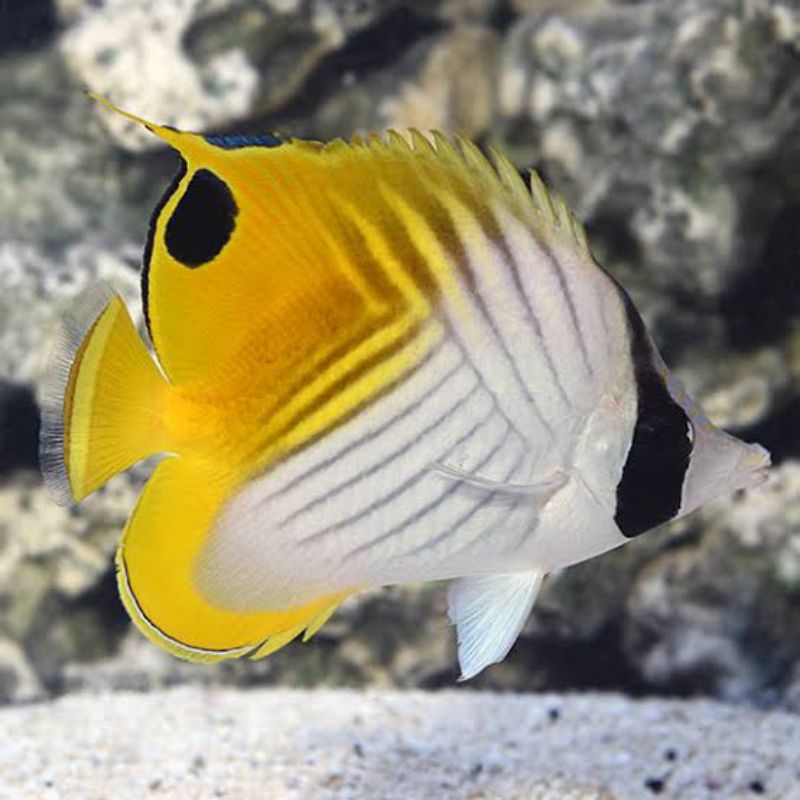 Jual kepe panah ikan hias air laut | Shopee Indonesia