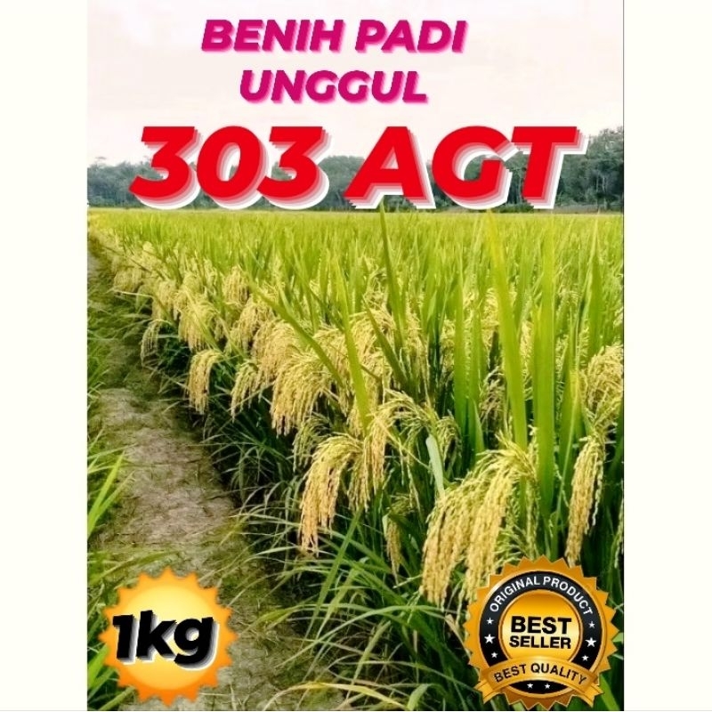 Jual Benih Padi Unggul 303 AGT 1kg | Shopee Indonesia