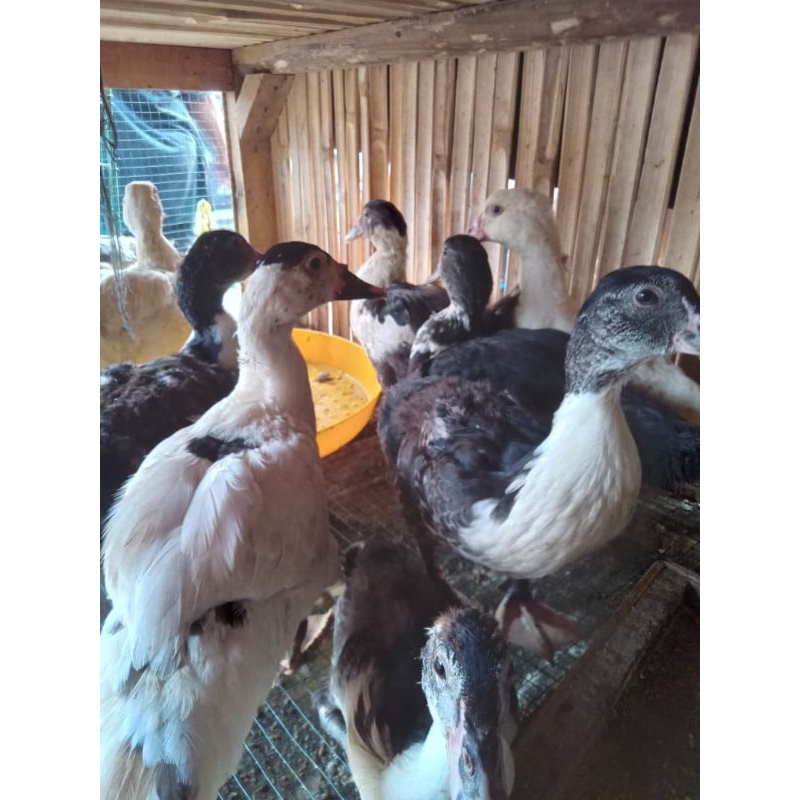 Jual Entog Hidup Super Umur 3 Bulan (Harga Satuan) | Shopee Indonesia