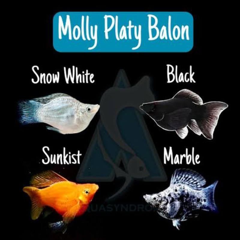 Jual new molly mix molly campur langsung dari petani | Shopee Indonesia