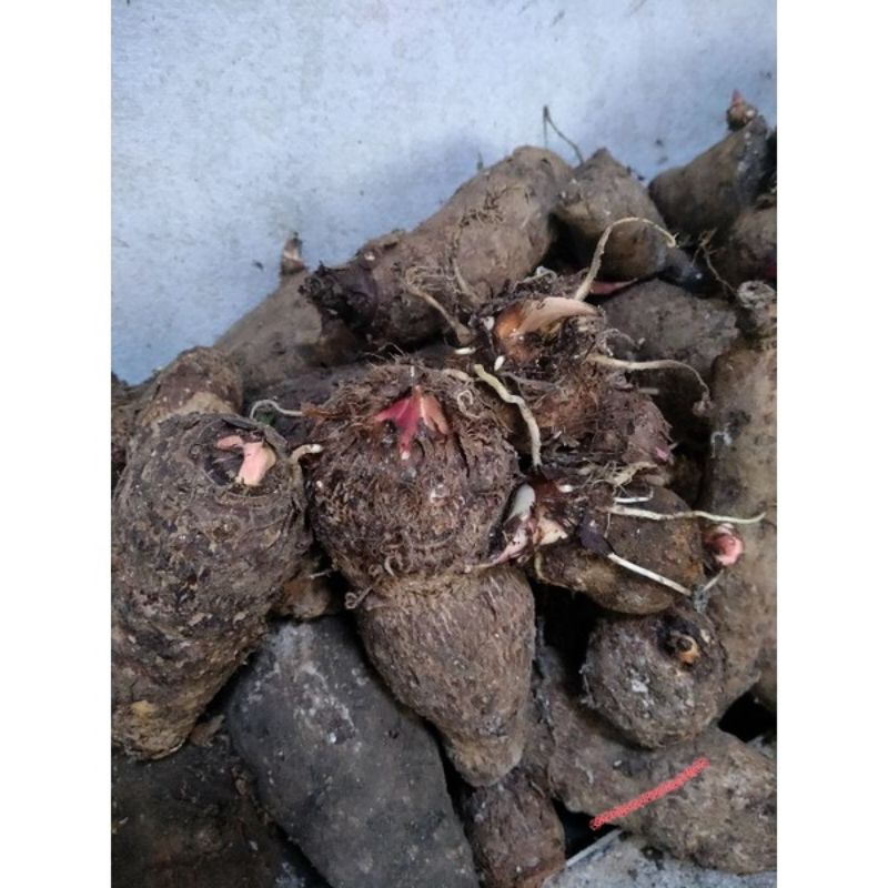 Jual bibit talas mbote 1 kilo | Shopee Indonesia