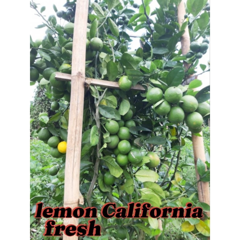 Jual jeruk lemon California hijau 1 kg - fresh - petik dari kebun ...