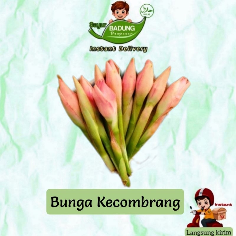 Jual Bunga kecombrang & batang kecombrang ( bongkot)_ sayur badung ...