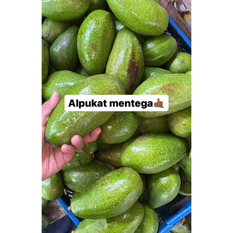 Jual Alpukat Mentega Jumbo Segar Murah Grosir | Shopee Indonesia