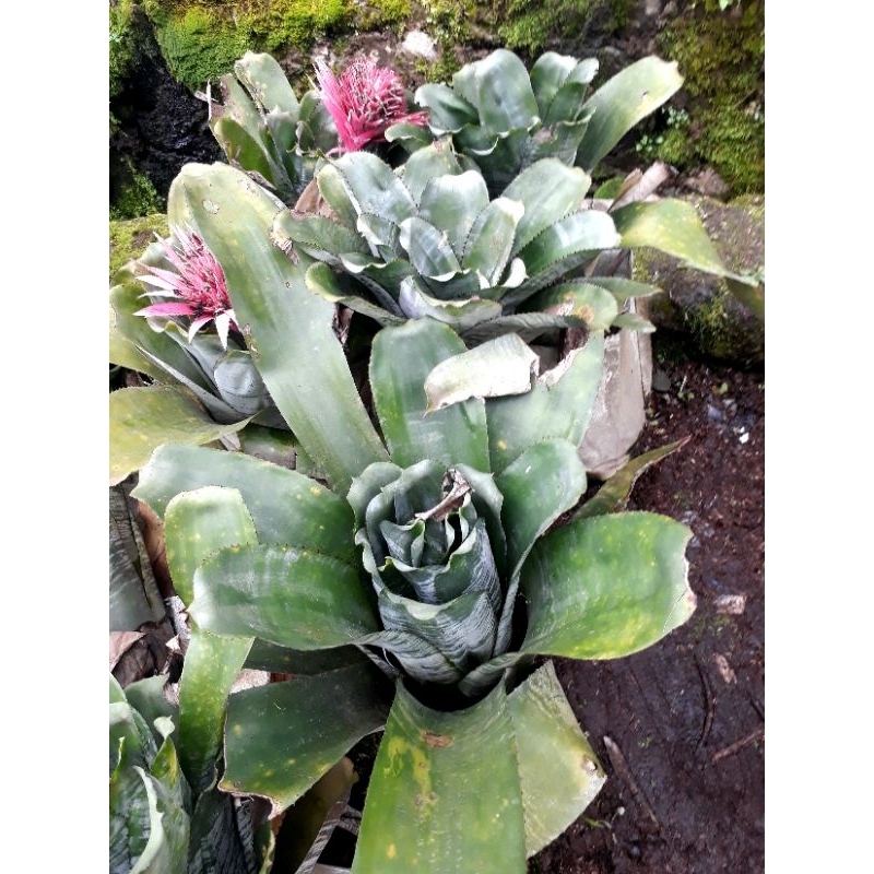Jual tanaman bromelia silver bunga fink jumbo cantik ( TOKO BARU ...