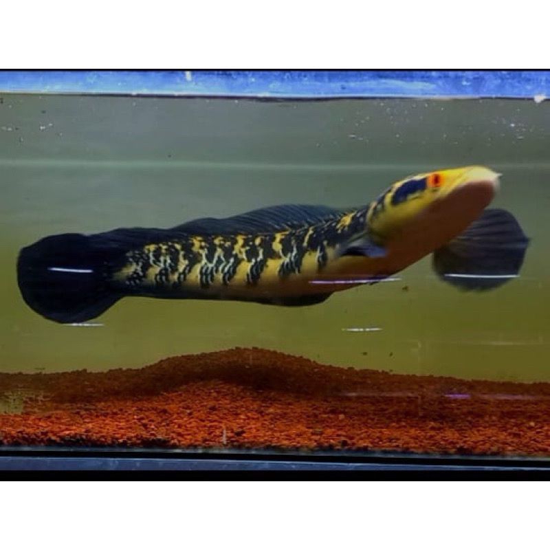 Jual maru Ys yellow Sentarum 10-12cm | Shopee Indonesia