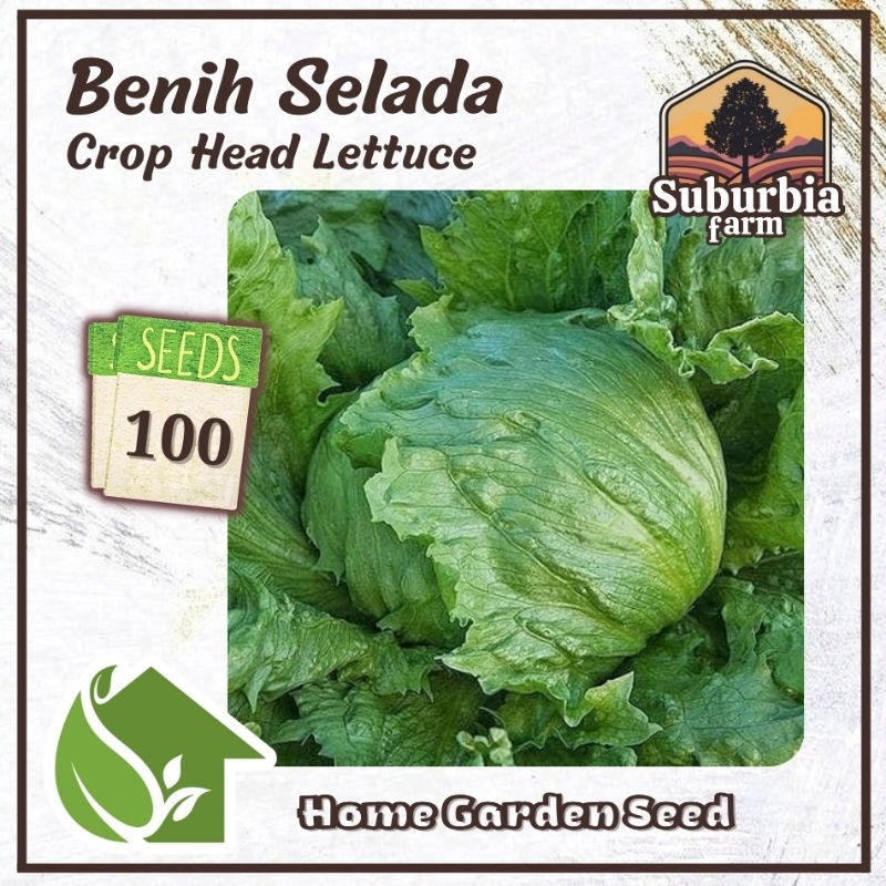 Jual 100 Biji Benih Selada Crop Head Lettuce | Shopee Indonesia