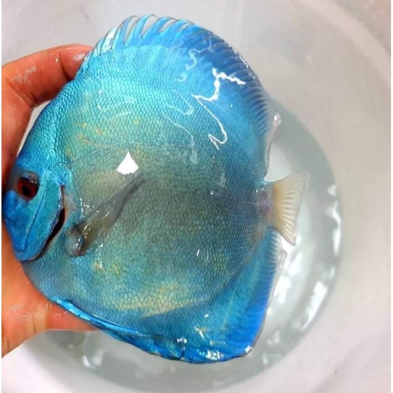 Jual Styrofoam Discus Blue Diamond Solid Grade A Kualitas terbaik ...