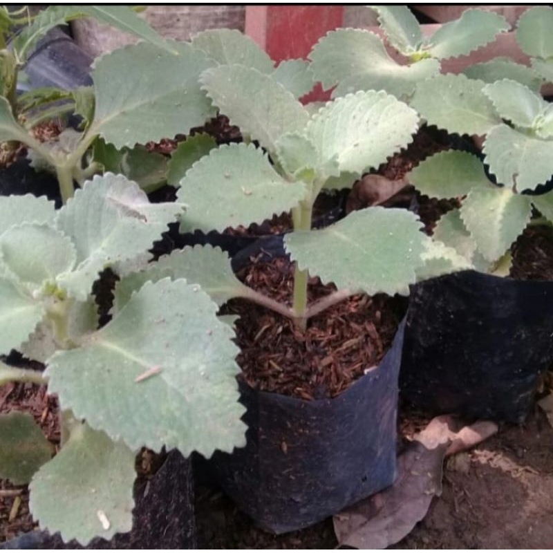 Jual Tanaman herbal torbangun daun bangun bangun | Shopee Indonesia
