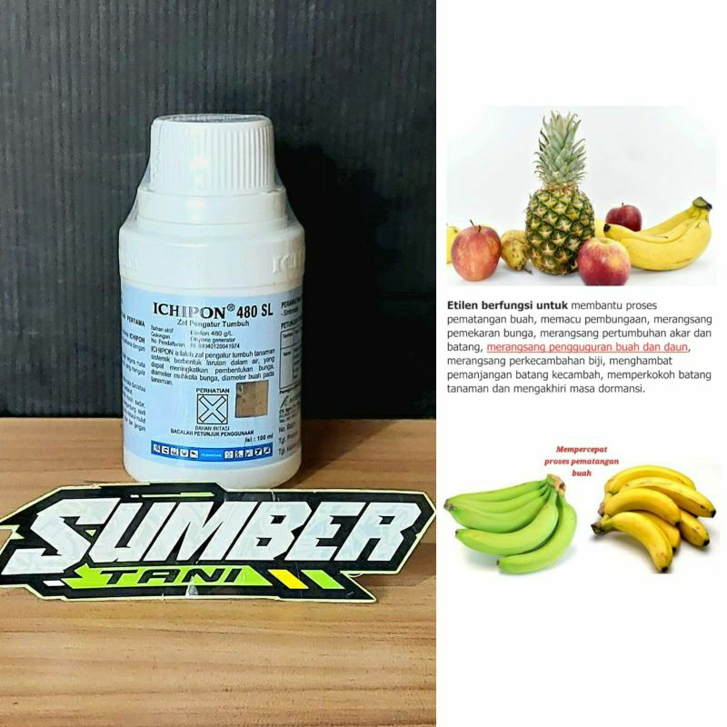Jual ICHIPON 480SL 100ml zat pengatur tumbuh (ZPT) pematang bunga buah pisang mangga | Shopee ...