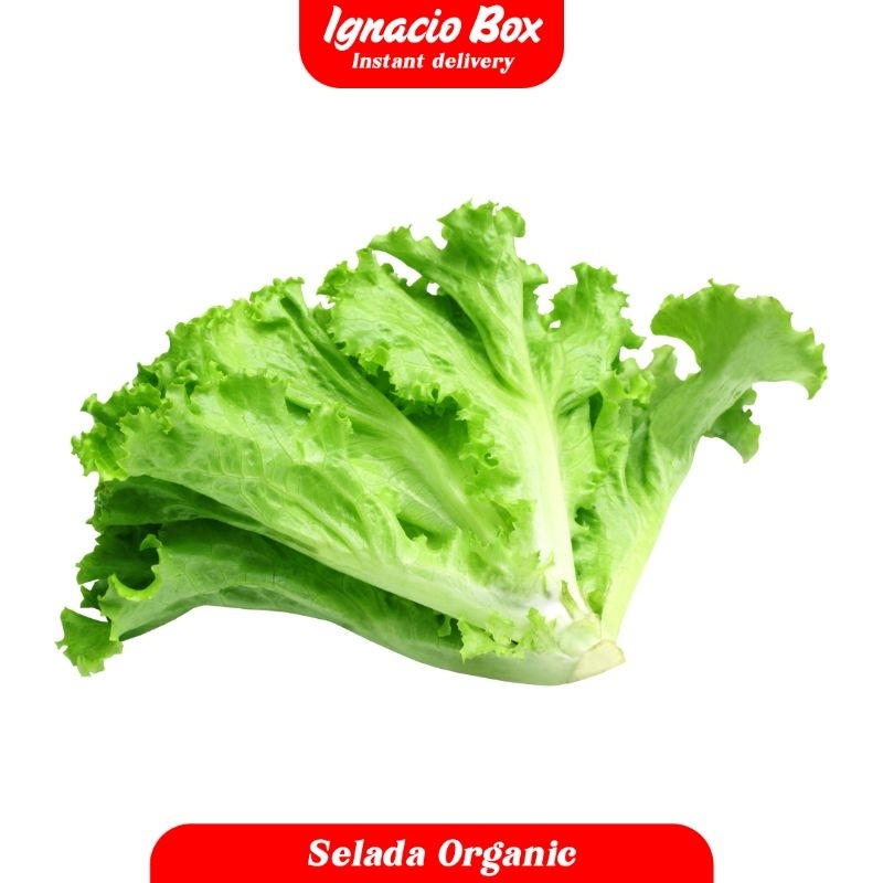 Jual Selada Organic Segar [ ± 100 Gr ] Kebun IgnacioBox | Shopee Indonesia