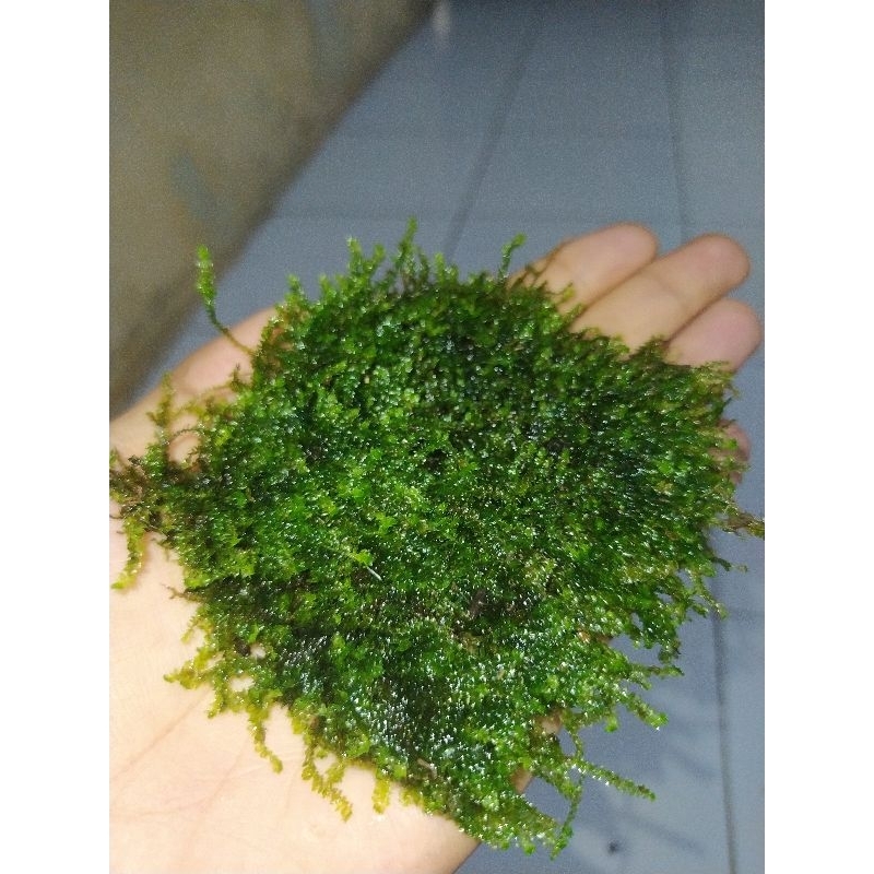 Jual Java Moss Weeping Full Air ( Grade A ) Ukuran Mika 15x10 | Shopee Indonesia